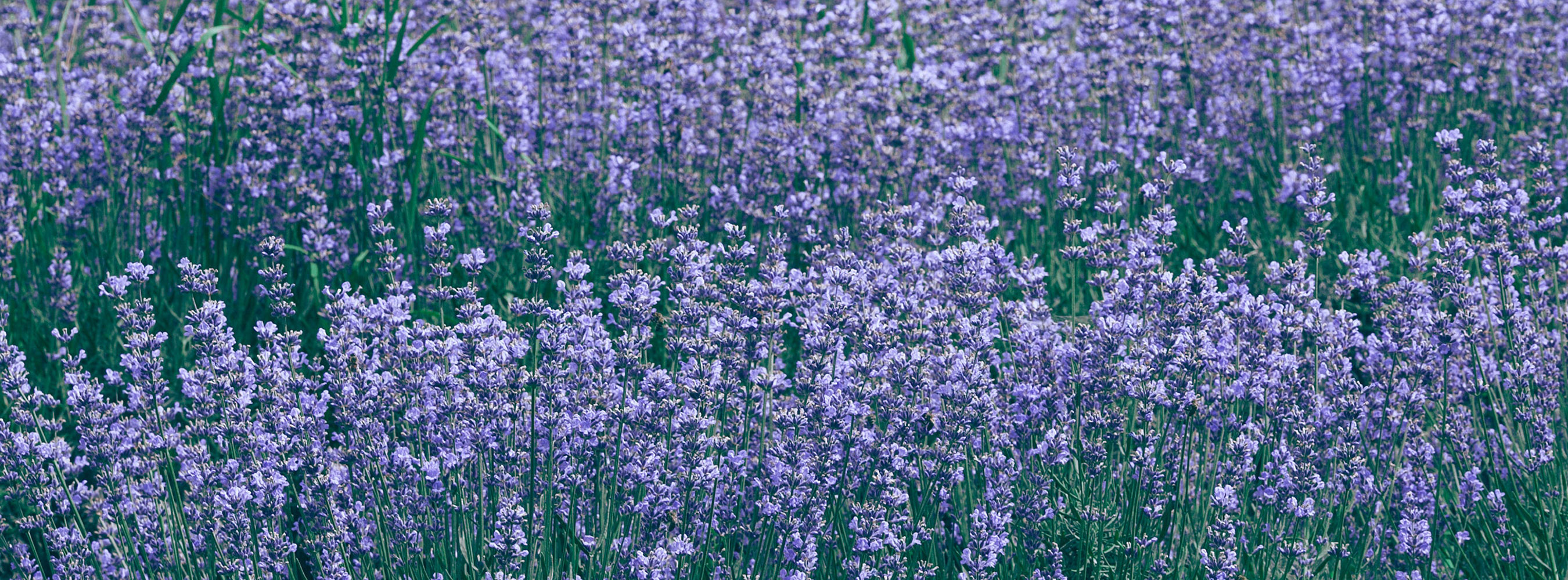 Ingredients | Wild & Myrtle